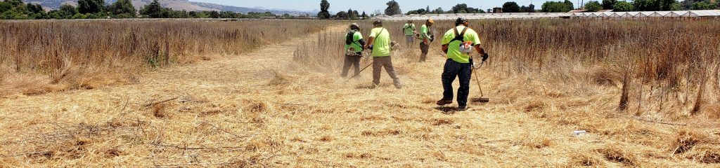Handwork & Weed Whacking – The Weed Solution